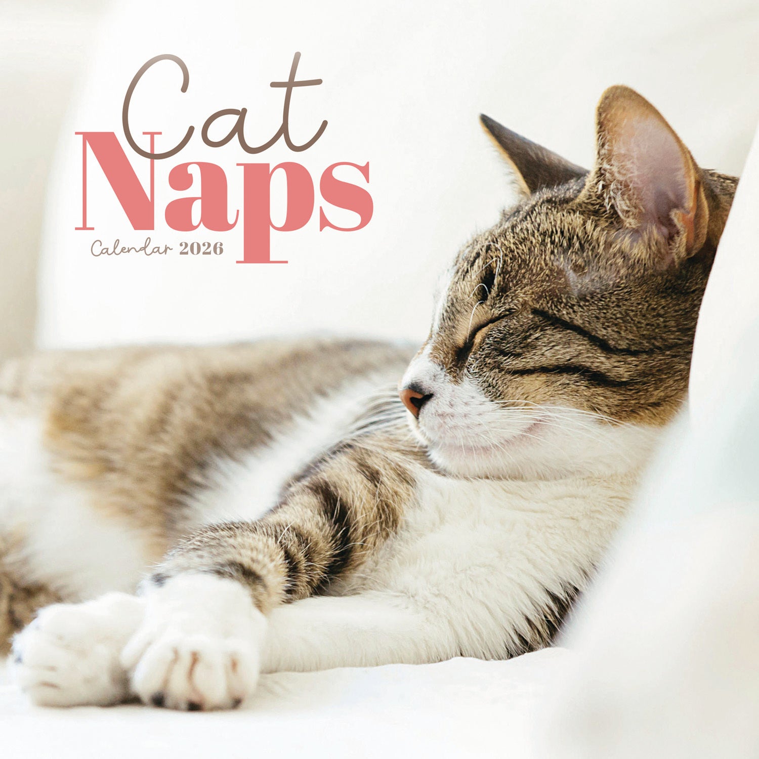 Cat Naps Mini Calendar 2026 – Otter House