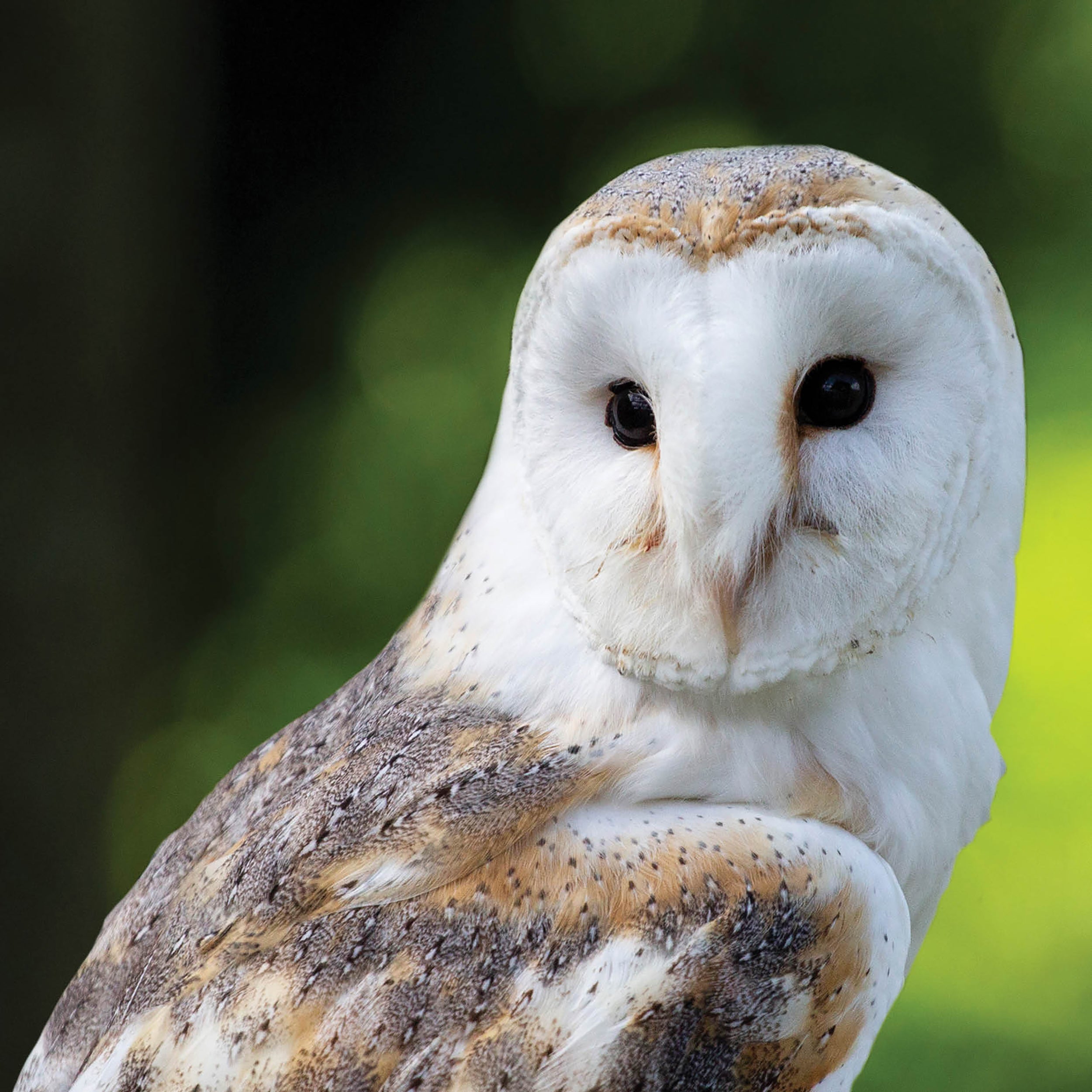 Alex Sharp Card - Wildlife - Barn Owl – Otter House