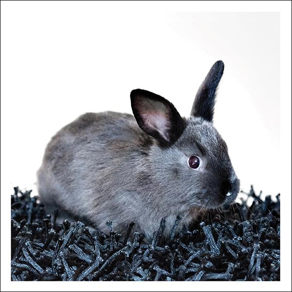 Snozzle Card - All Ears (Splimple) – Otter House