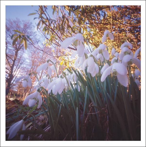 Snozzle Card - Snowdrops (Splimple) – Otter House